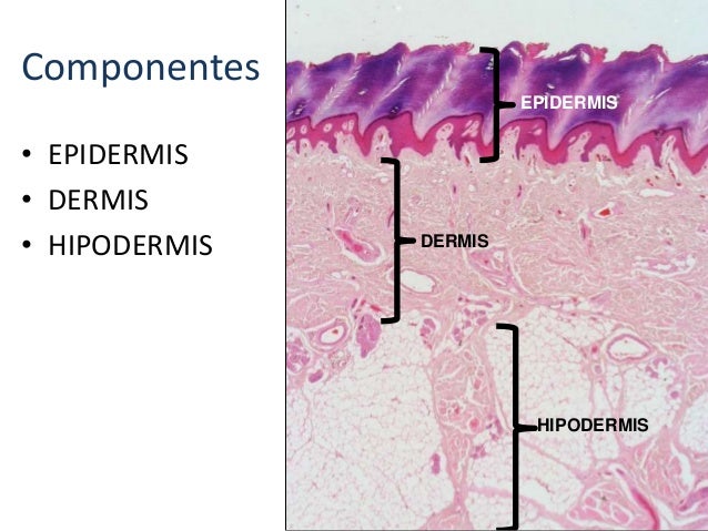 Histología de la piel