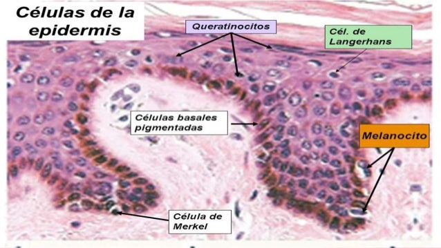 Histologia de la piel