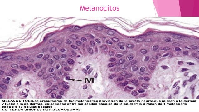 Piel Sana Histologia