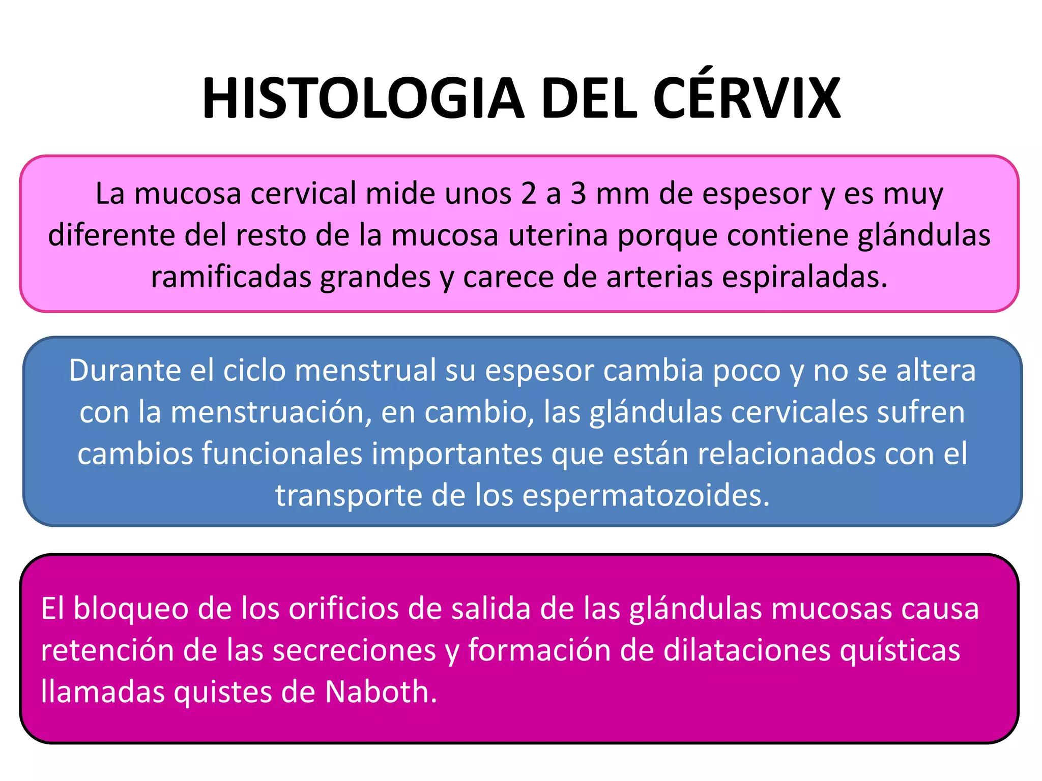 Histologia del cervix | PPTX