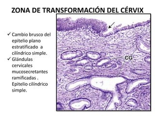 Histologia del cervix | PPTX