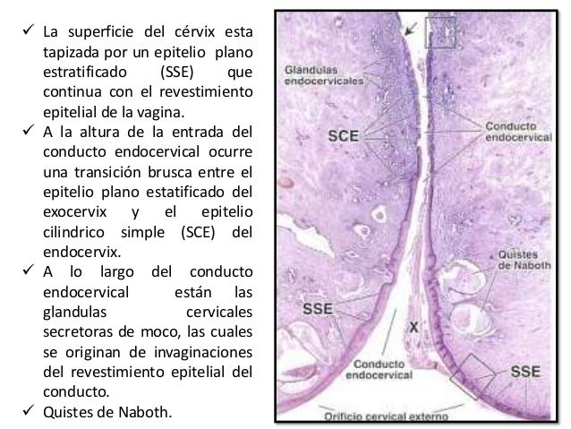 Endocervix Y Exocervix Organos Genitales Femeninos