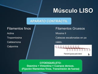 Histologia del musculo estriado, cardiaco y liso | PPTX