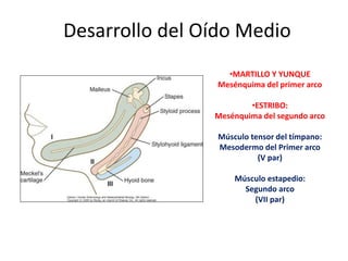 ucv Histologia del oido 2014 | PPTX