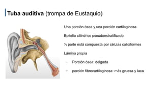 histologia del oido externo puntos importantes | PPTX