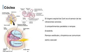 histologia del oido externo puntos importantes | PPTX