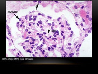 Histologia del riñon | PDF