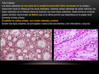Histologia del riñon | PDF