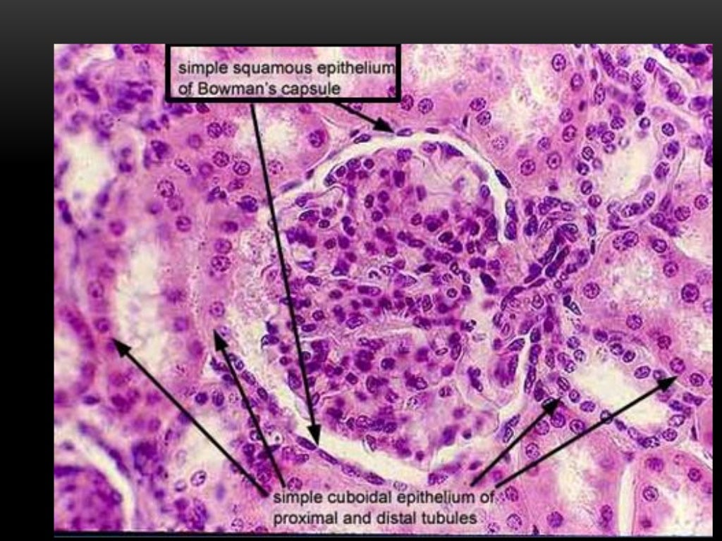 Diagrama De Histologia Renal HISTOLOGÍA: APARATO URINARIO