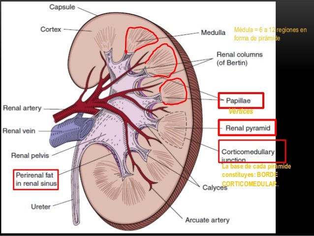 Histologia del riñon