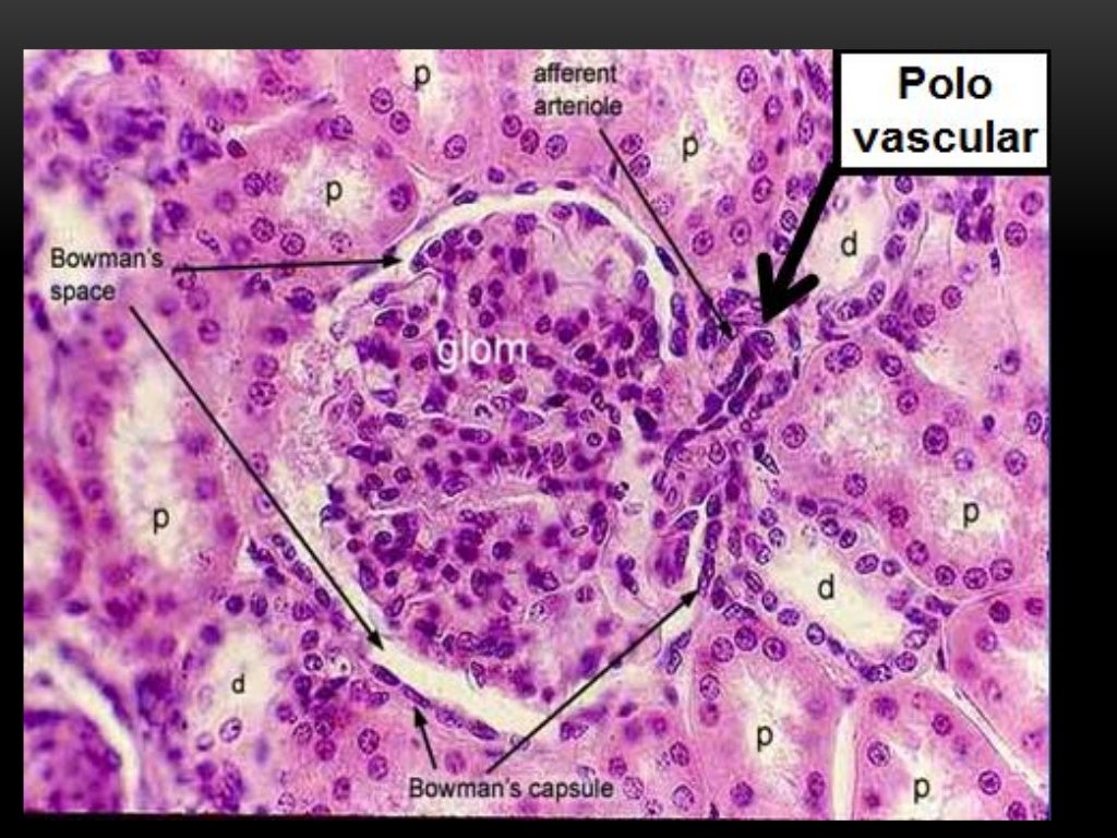 Histologia del riñon