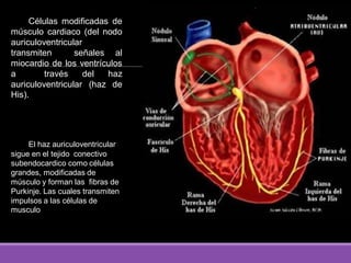 Histologia del sistema cardiovascular | PDF
