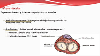 HISTOLOGIA DEL SISTEMA CIRCULATORIO.pptx