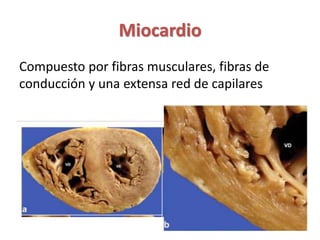 Histología del sistema circulatorio 2015 1 | PPTX