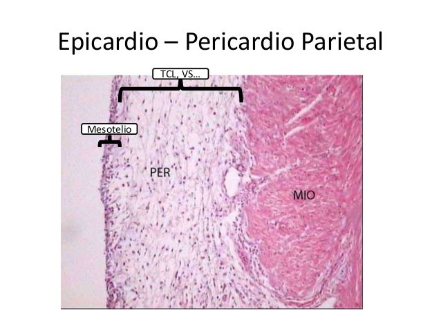 Histología del sistema circulatorio 2015 1