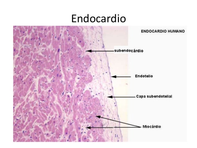 Histología del sistema circulatorio 2015 1