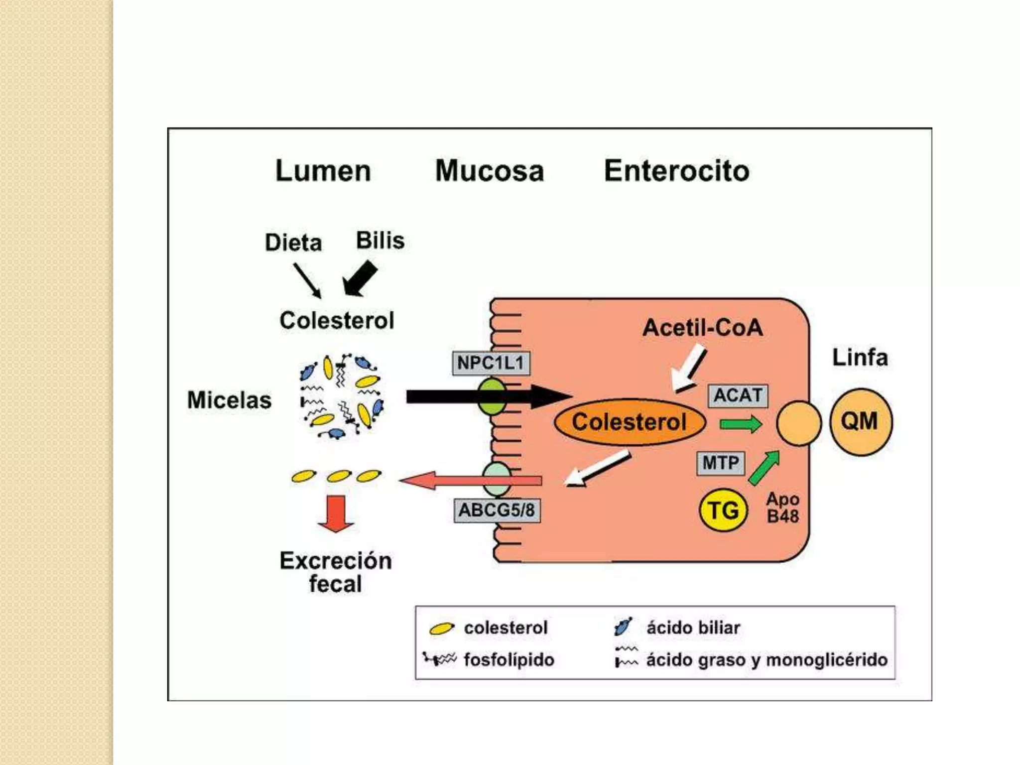 HISTOLOGÍA DEL SISTEMA DIGESTIVO Y EL PROCESO DE ABSORCIÓN | PPTX ...