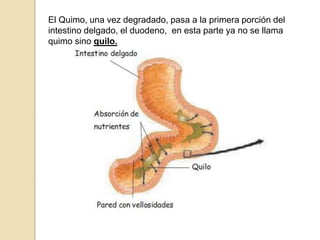 HISTOLOGÍA DEL SISTEMA DIGESTIVO Y EL PROCESO DE ABSORCIÓN | PPTX