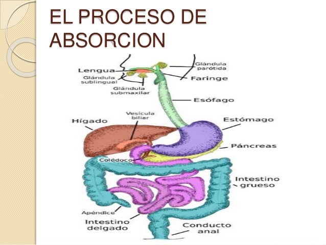 HISTOLOGÍA DEL SISTEMA DIGESTIVO Y EL PROCESO DE ABSORCIÓN