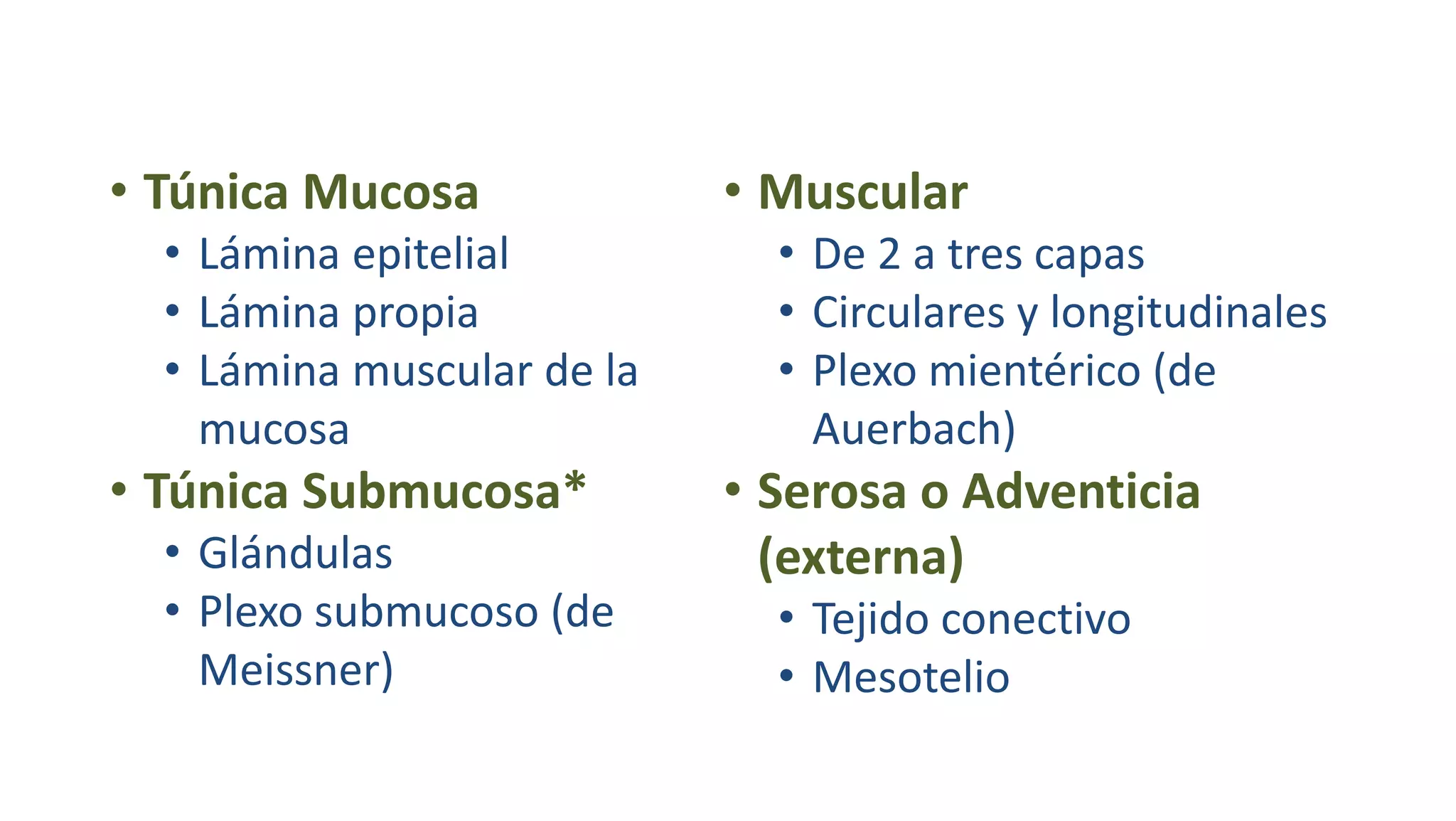 Histología del sistema digestivo | PPTX