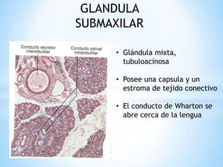 Histologia del sistema digestivo | PPTX
