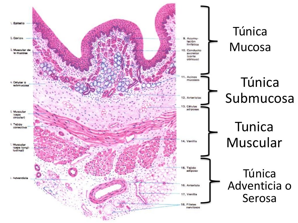Histologia Do Sistema Respiratorio - FDPLEARN