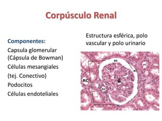Histología del sistema urinario | PPTX