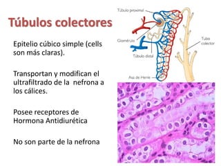 Histología del sistema urinario | PPTX