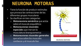 Histología del Tejido Nervioso - Histología de Ross 7ma Ed. | PPTX