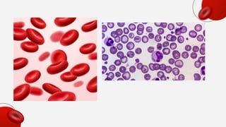 Histologia del Tejido Sanguíneo o Hemático | PPT