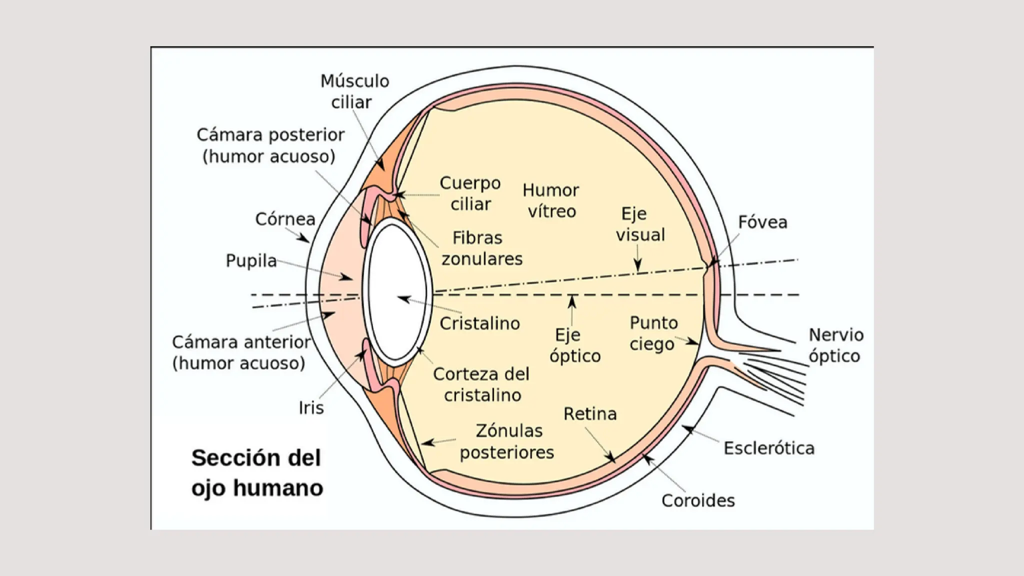 HISTOLOGIA Y ANATOMIA DEL OJO "SENTIDOS ESPECIALES" | PDF