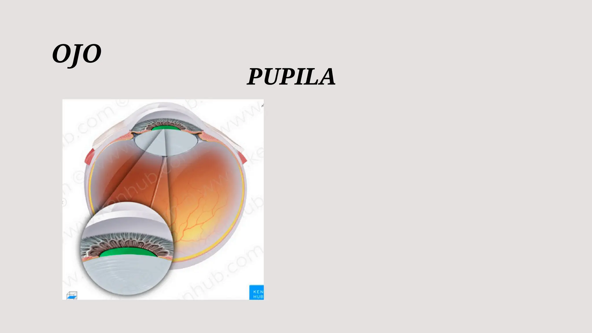 HISTOLOGIA Y ANATOMIA DEL OJO "SENTIDOS ESPECIALES" | PDF