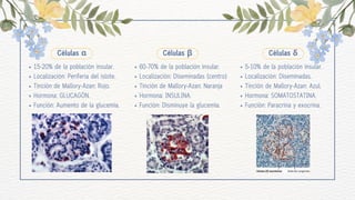 HISTOLOGIA DE PANCREAS.pdfMEDICINAICINAUNI | PDF