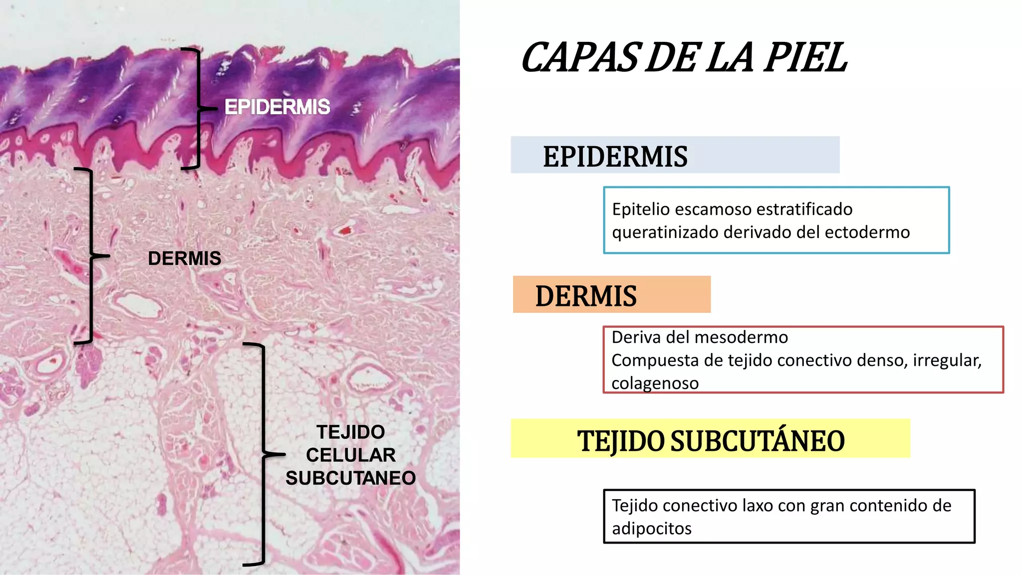 Histologia de piel y anexos.pptx