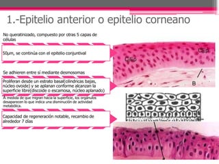 histologiaderganosysentidos-150518042427-lva1-app6892.pptx