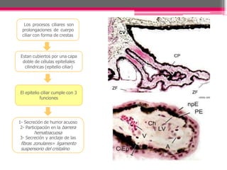 histologiaderganosysentidos-150518042427-lva1-app6892.pptx