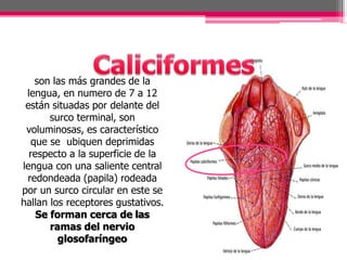 histologiaderganosysentidos-150518042427-lva1-app6892.pptx