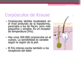histologiaderganosysentidos-150518042427-lva1-app6892.pptx