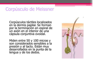 histologiaderganosysentidos-150518042427-lva1-app6892.pptx