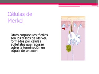 histologiaderganosysentidos-150518042427-lva1-app6892.pptx