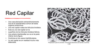 HISTOLOGÍA DE TIROIDES.pptx
