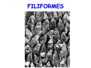 Histologia Do Sistema Digestivo - Aula.pdf