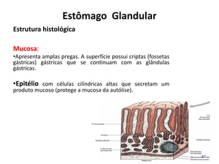Histologia Do Sistema Digestivo - Aula.pdf