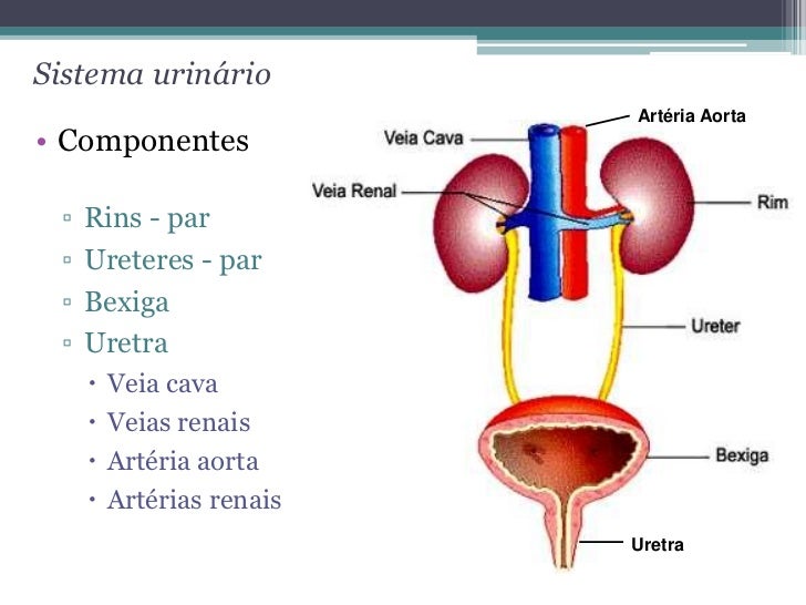 Aula 3 Histologia - Sistema urinário