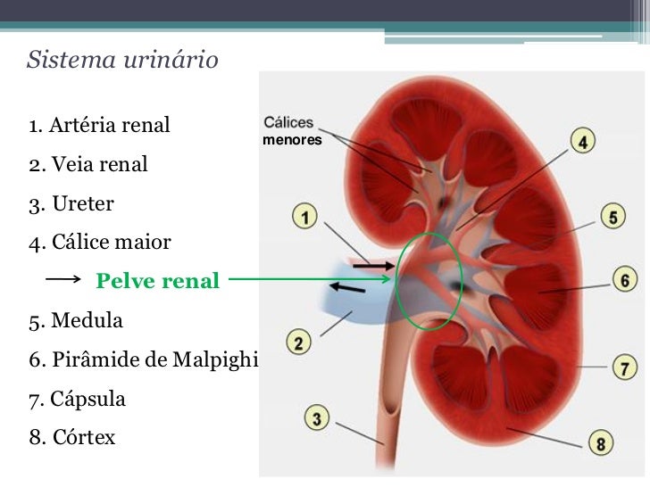 Aula 3 Histologia - Sistema urinário