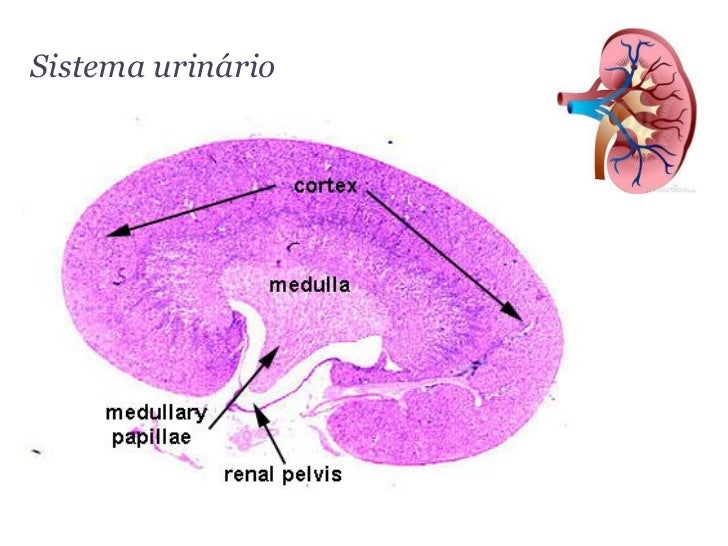 Aula 3 Histologia - Sistema urinário