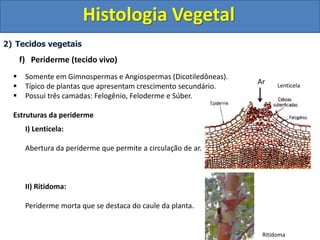 histologia e organologia vegetal (2).ppt