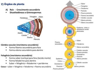histologia e organologia vegetal (2).ppt
