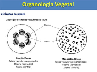 Celulas De Esclerenquima De Pera