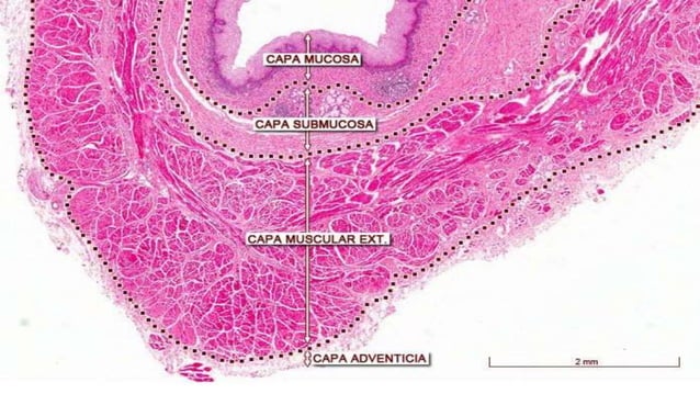 Esofago - Histologia